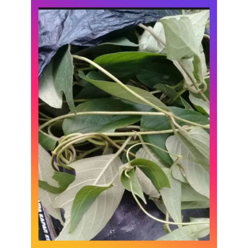 Jual jual daun kentutan segar 500grm | Shopee Indonesia