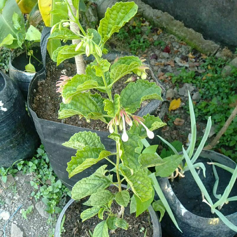 Jual TANAMAN KEJI BELING / Keci Beling (Paramellia napifera (Zoll ...