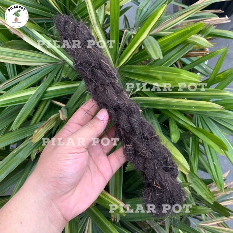 Jual Tali Ijuk Aren Hitam Per Pcs Tambang Pengikat Bunga Anggrek Pagar ...