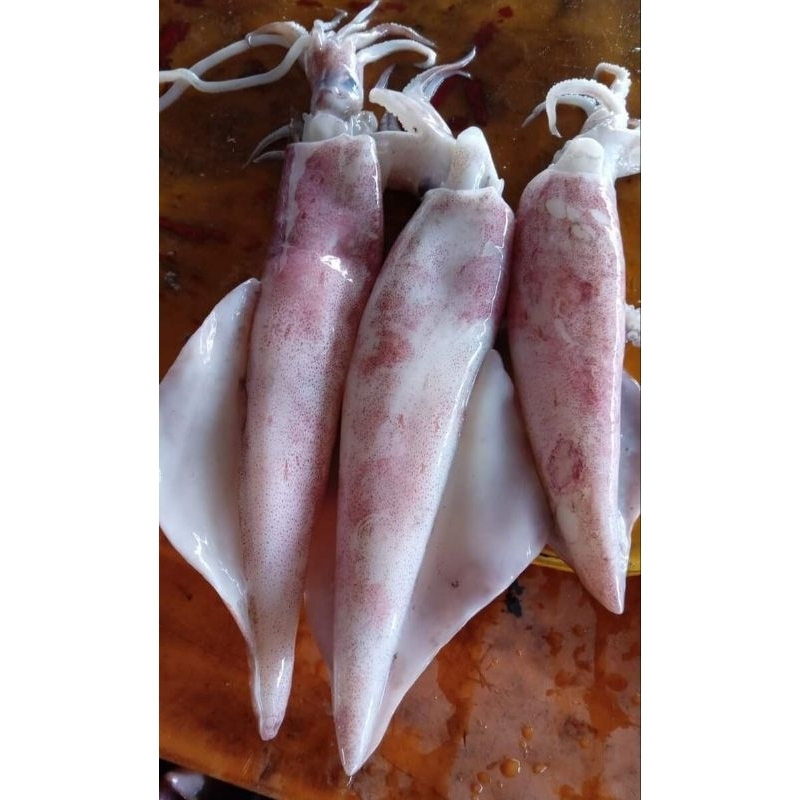 Jual CUMI-CUMI SEGAR (1000 gram) | Shopee Indonesia