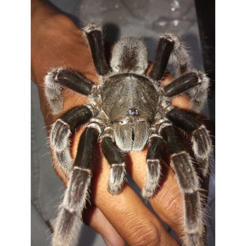 Jual selenocosmia javanensis | Shopee Indonesia