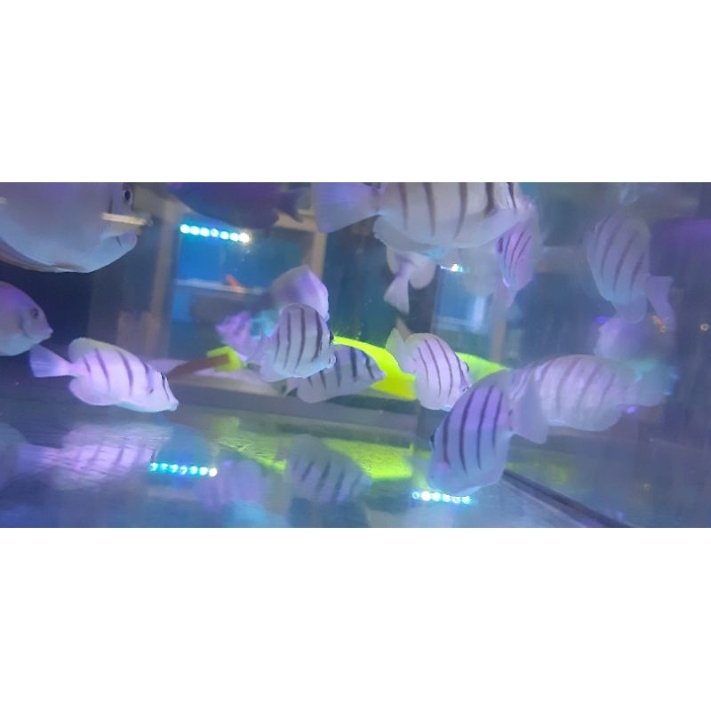 Jual ikan hias botana zebra | Shopee Indonesia