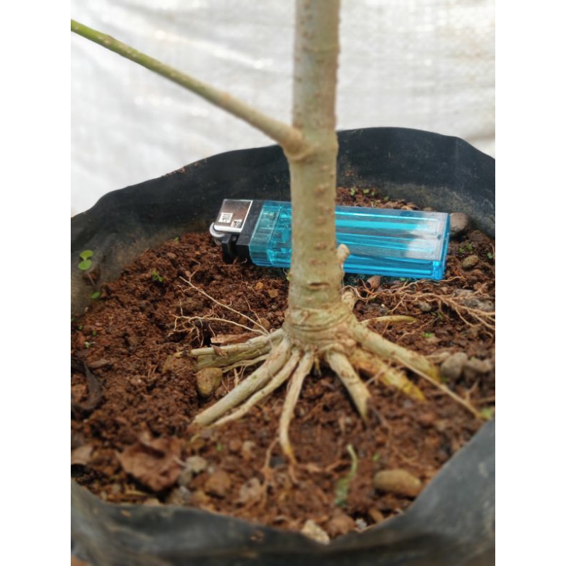 Jual Bahan Bonsai Waru India Prokar Program Akar Realpict Los Pucuk ... Jual Bahan Bonsai Waru India Prokar Program Akar Realpict Los Pucuk ...