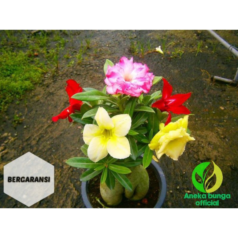 Jual Tanaman hias bunga adenium tumpuk mix flower / bunga Kamboja ...