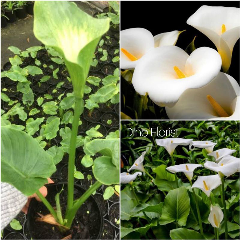 Jual Tanaman Hias Bunga Cala Lily Putih | Shopee Indonesia