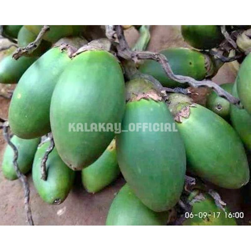 Jual Buah Pinang Muda Segar 1kg / Buah Jambe Muda / Buah Jebug Muda ...