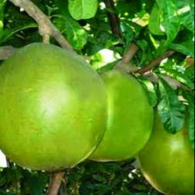 Jual BUah maja,buah berenuk,buah calabash,buah majapahit segar | Shopee ...