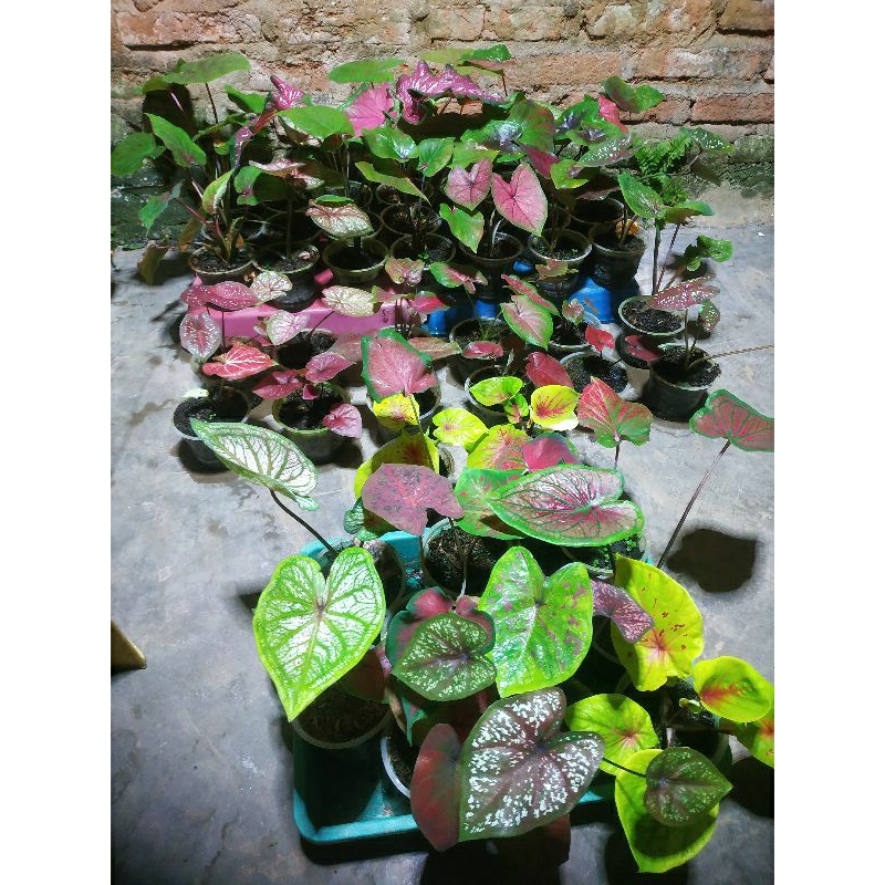 Jual paket keladi isi 10 + 2 bonus/caladium/keladi | Shopee Indonesia