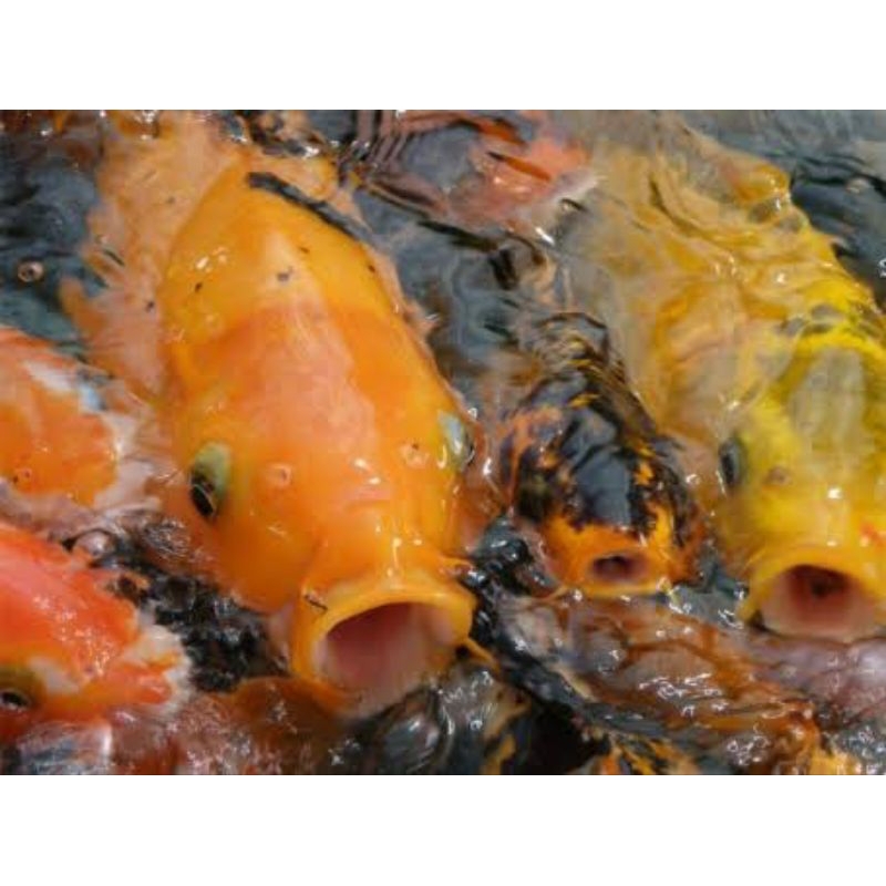 Jual Ikan Mas Segar/ Hidup 1kg | Shopee Indonesia