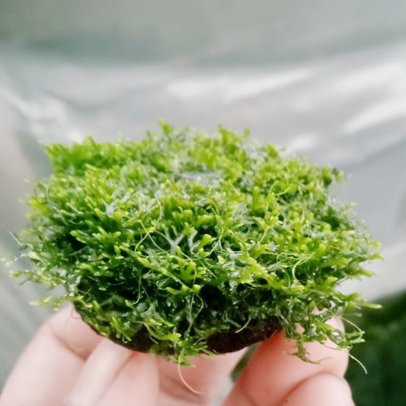 Jual mos ricardia media wabi tanaman hias akuarium aquascape | Shopee ...