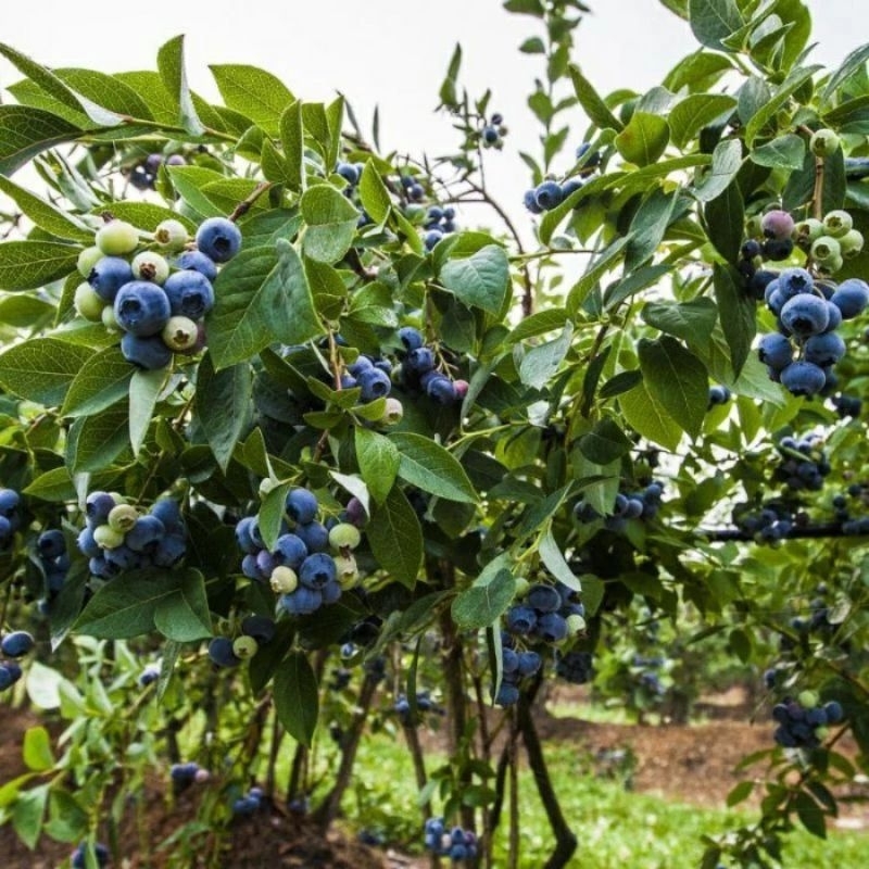 Jual Bibit Tanaman Blueberry Cepat Berbuah Super Genjah Unggul Bisa ...