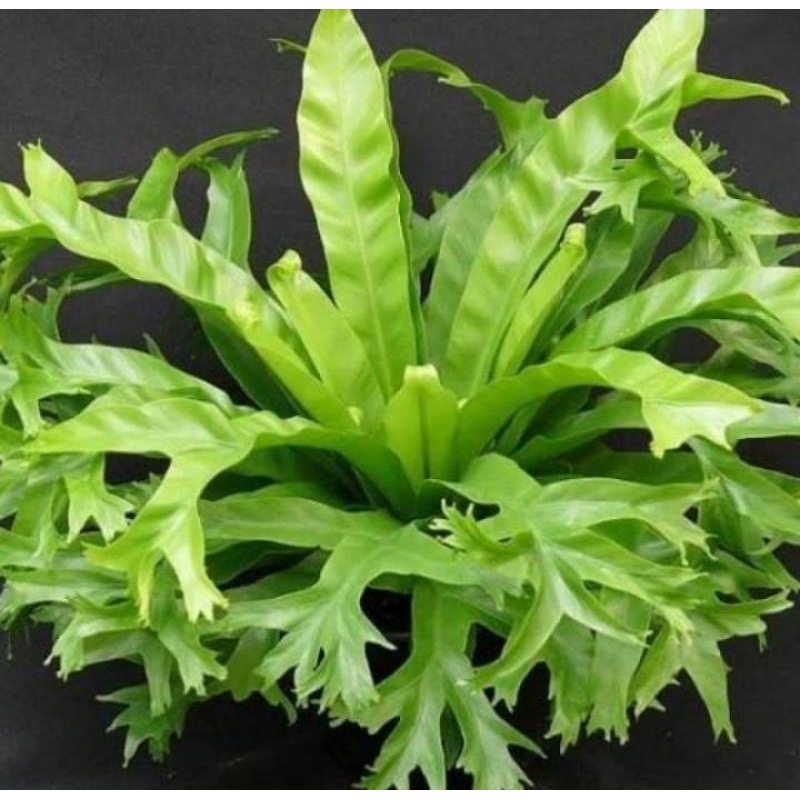 Jual tanaman hias pakis lidah api / kadaka lidah api | Shopee Indonesia