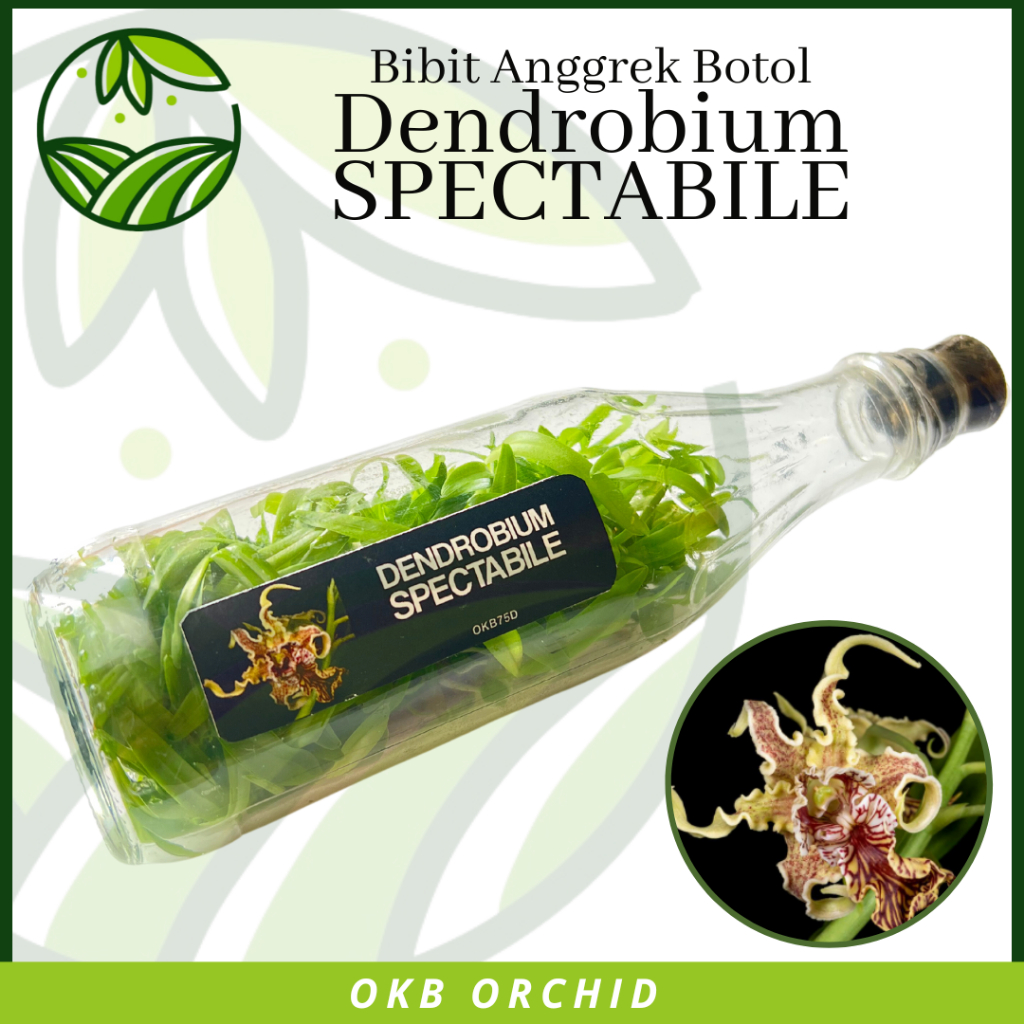 Jual Bibit Anggrek Botol Dendrobium Spectabile Rare Item Tanaman Bunga ...