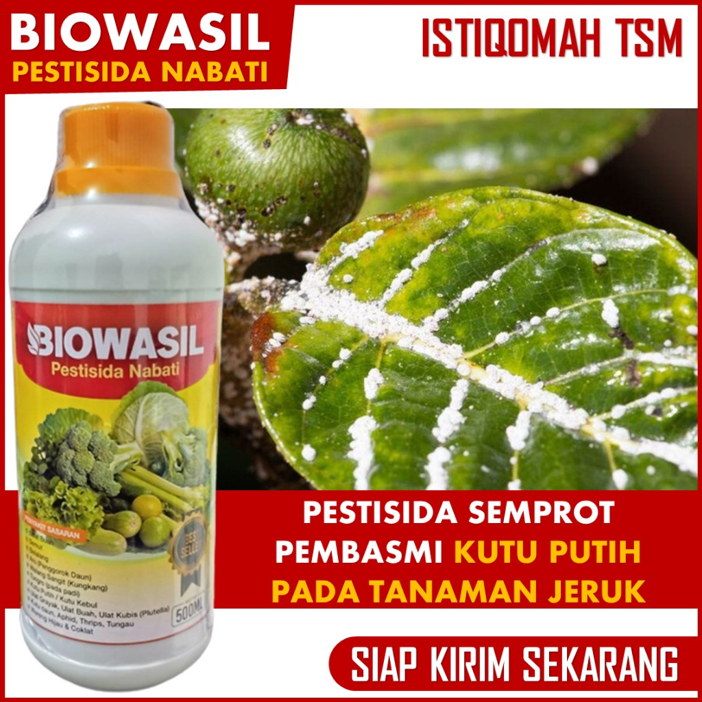 Jual Obat Semprot Anti Hama Kutu Putih Pada Jeruk Limau, Lemon, Jeruk ...