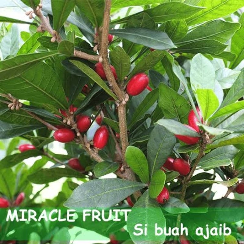 Jual Miracle Fruit BERBUNGA (Buah Ajaib) | Shopee Indonesia