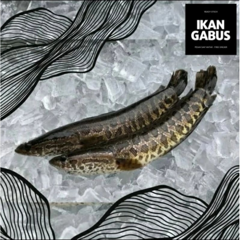 Jual IKAN GABUS fresh 1kg | Shopee Indonesia