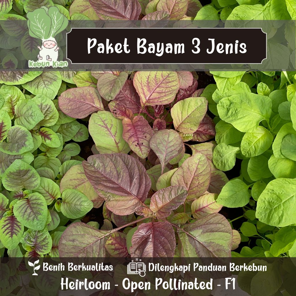 Jual 1000+ Biji. Paket Benih Bayam Hijau, Bayam Merah, Bayam Batik ...