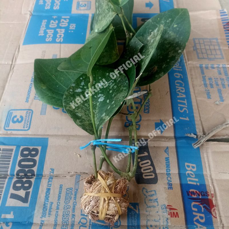 Jual Bibit Kemukus Stek Batang / Bibit Stek Rinu / Lada Jawa | Shopee ...