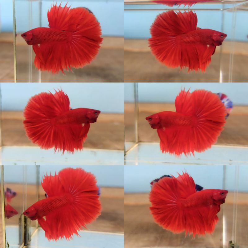 Jual Hm super red ( M ) | Shopee Indonesia