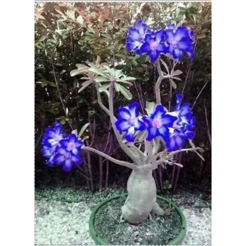 Jual Bibit bunga Kamboja Jepang/Adenium 1000/Bonsai Bluewhite - Tanaman ...