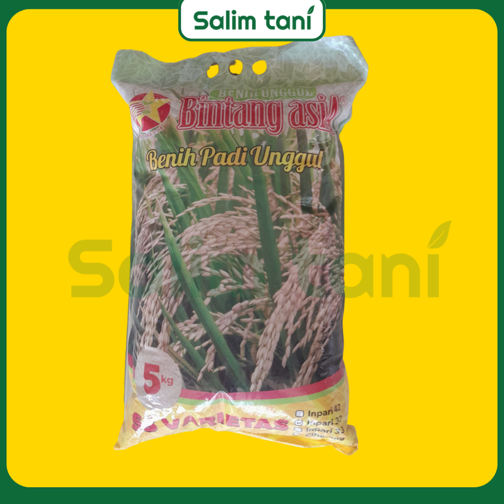 Jual BENIH BIBIT PADI SAWAH UNGGUL INPARI 32 BINTANG ASIA - 5KG | Shopee Indonesia