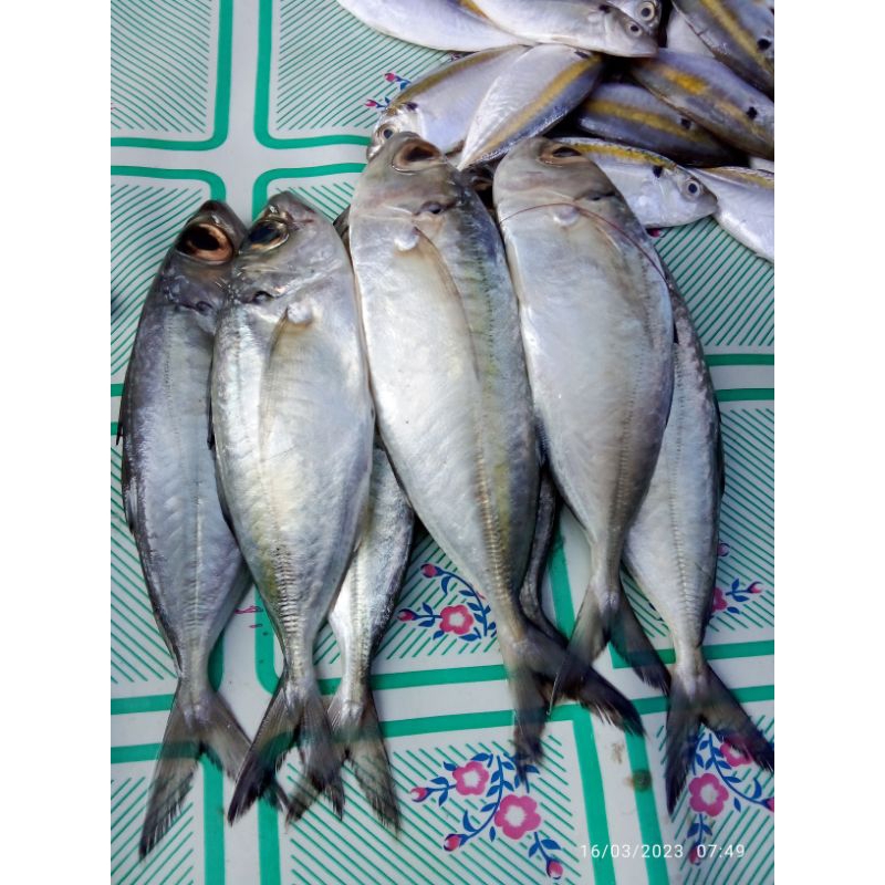 Jual ikan basah kembung Banjar 500gr | Shopee Indonesia