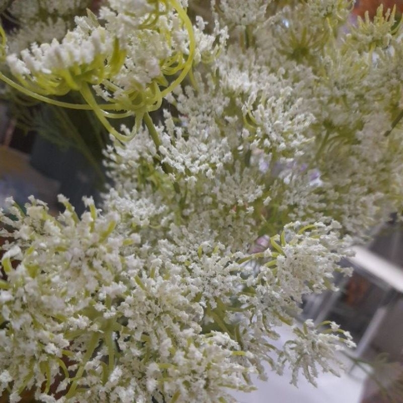 Jual Bunga wortel / Daucus carota (Semak bunga wortel) cab 5 | Shopee ...