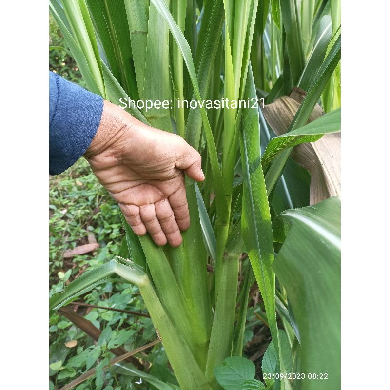 Jual Isi 10 batang stek Bibit rumput guatemala/mexsiko/benggala Daun ...