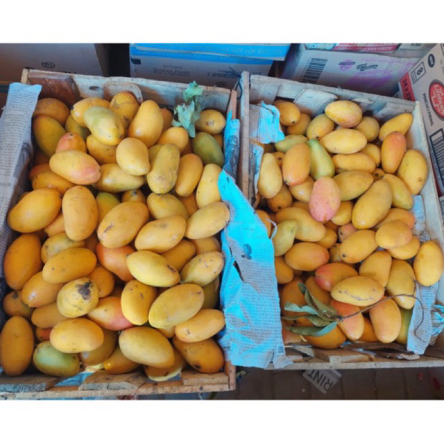 Jual Mangga Podang Gunung Suluhan khas Kediri Berat 1kg | Shopee Indonesia