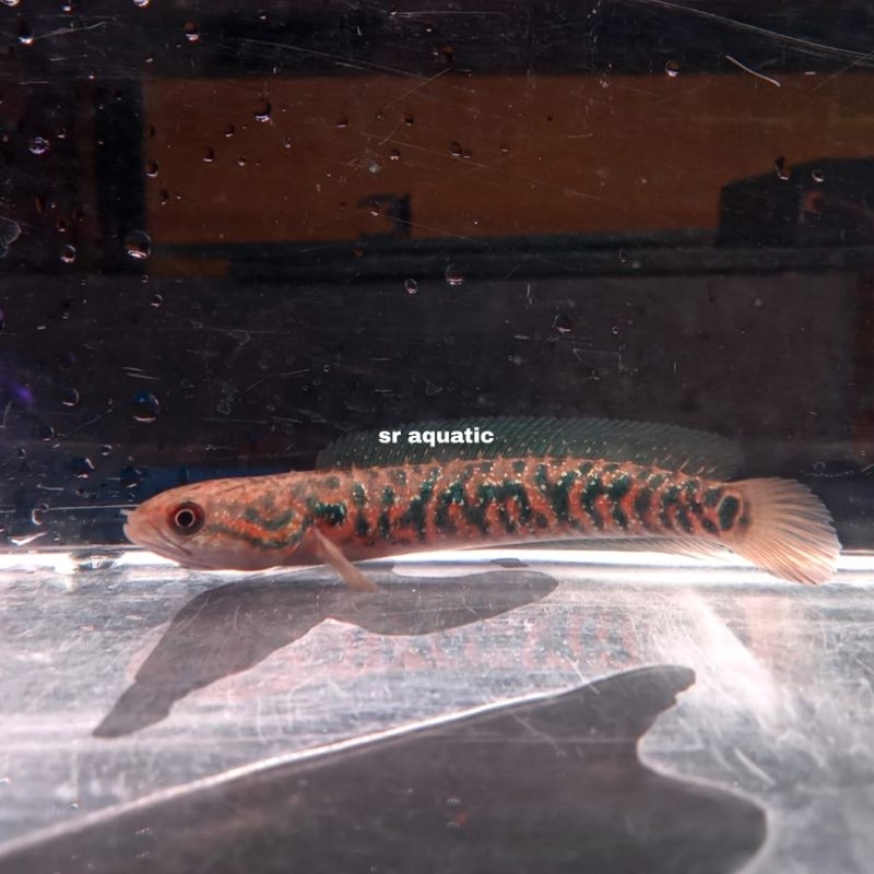 Jual Ikan channa RSP channa red spot kalimaya hiasan aquarium | Shopee ...