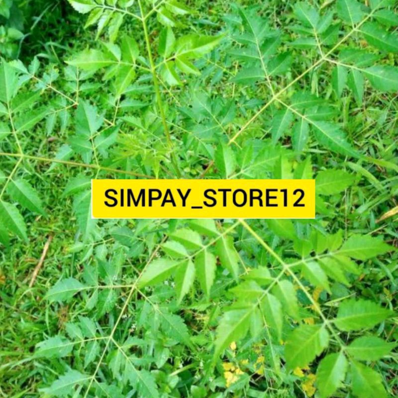 Jual Daun mimba segar 1kg atau Daun mindi fresh langsung petik | Shopee ...