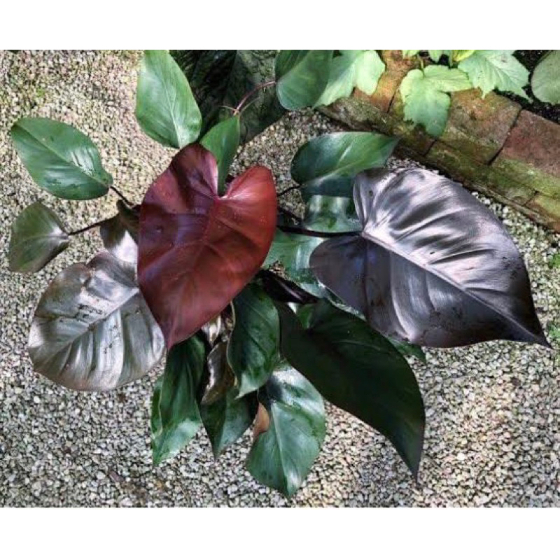 Jual Philodendron Royal Queen Tanaman Hias Philo Royal Queen warna daun ...