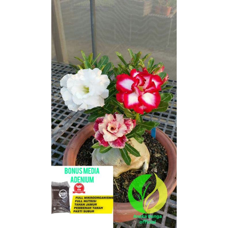 Jual ( Adenium tumpuk + media tanam ) Bunga adenium tumpuk 3 warna ...