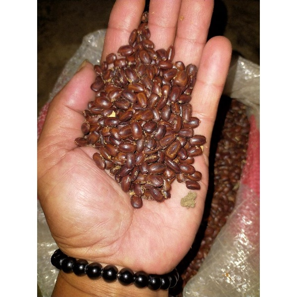 Jual Biji Benih Trembesi Samanea Unggul | Shopee Indonesia