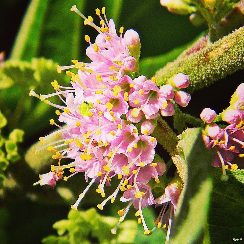 Jual Tanaman Bunga beauty berry malaysia MURAH sangat bagus untuk ...