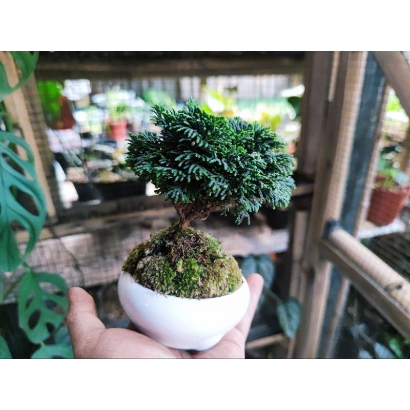 Jual Bonsai Mini Cemara Hinoki Cypress Japan Green ORIGINAL DAUN MICRO ...