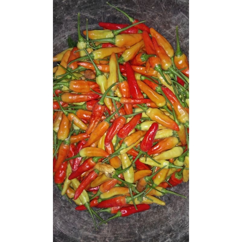 Jual cabai segar 500g | Shopee Indonesia
