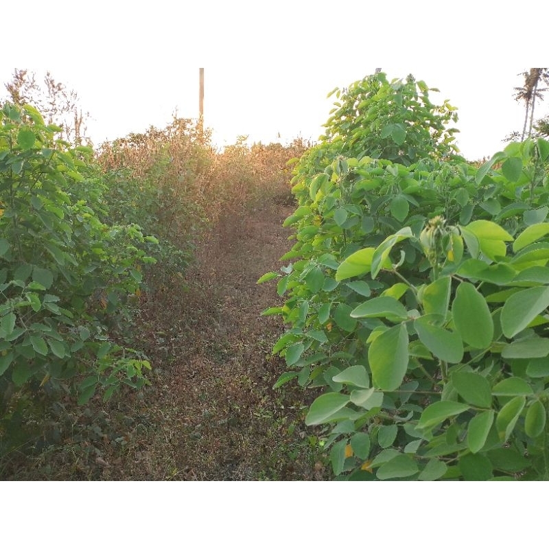 Jual biji desmodium rensonii, benih desmodium rensonii, desmodium ...