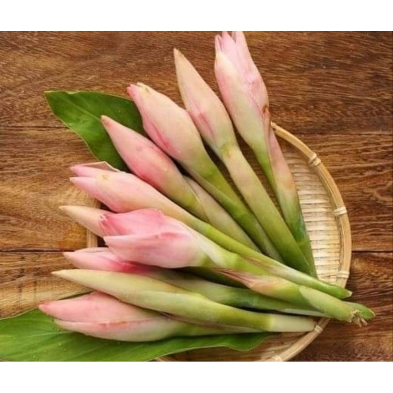 Jual Bunga Kecombrang Segar/ Honje/ Rombeh buat Masak | Shopee Indonesia