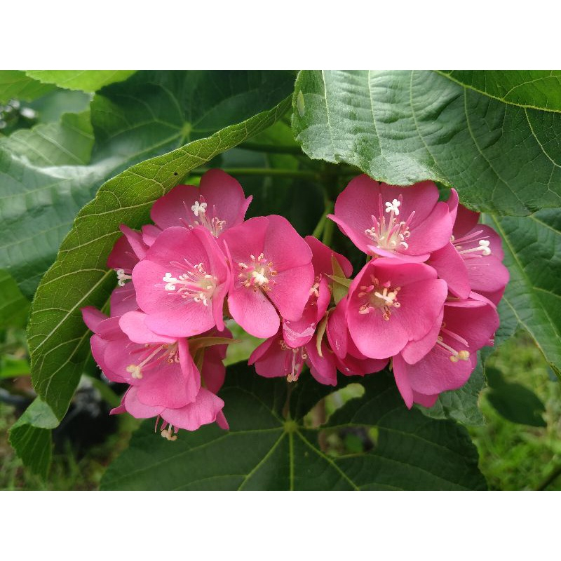 Jual Tanaman Dombeya Bunga Dombeya | Shopee Indonesia