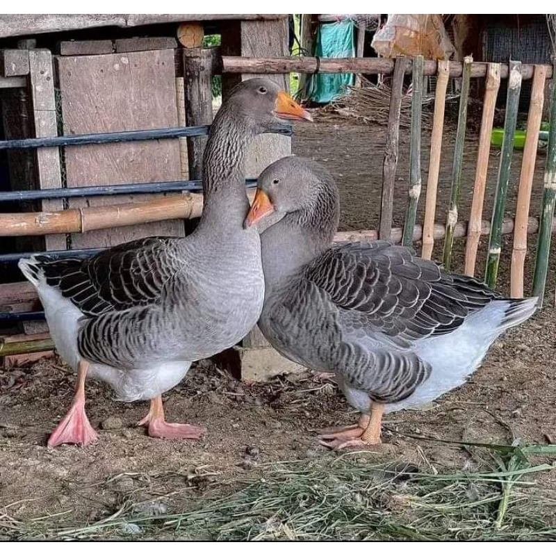 Jual Telur angsa / soang fresh asli untuk konsumsi | Shopee Indonesia