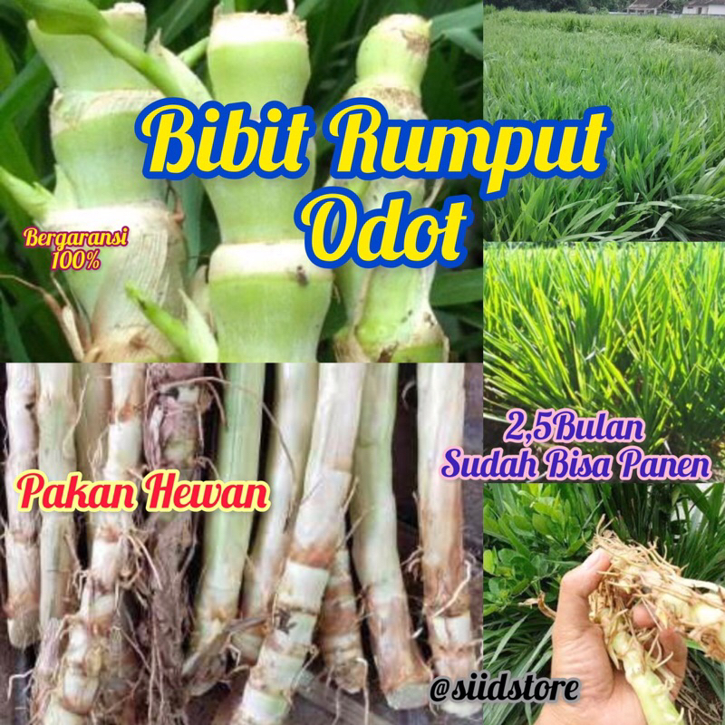 Jual Bibit Rumput Odot 1 Paket Isi 300 Stek | Shopee Indonesia