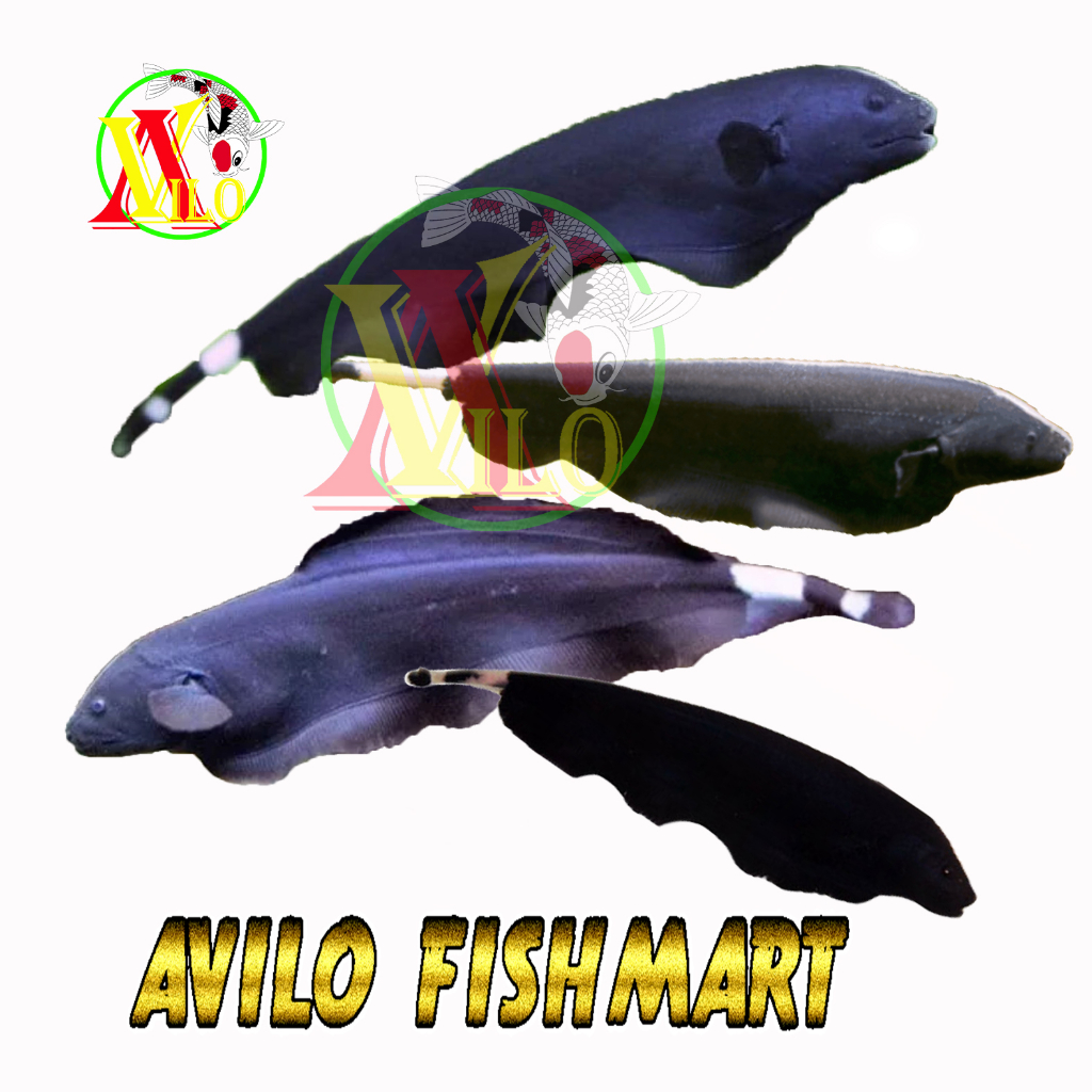 Jual ikan hias black ghost kecil 4 - 5 cm ikan aquascape bulu ayam ikan ...