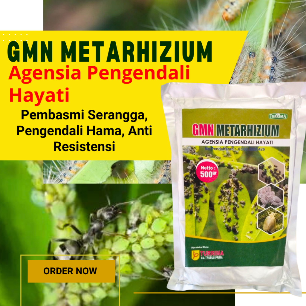 Jual Obat Hama Tumbuhan Hama Daun, Kutu Putih, Metarhizium Agen Hayati ...