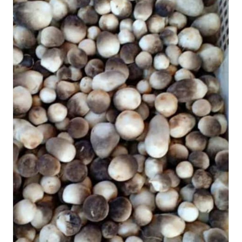 Jual jamur merang berat 1kg | Shopee Indonesia