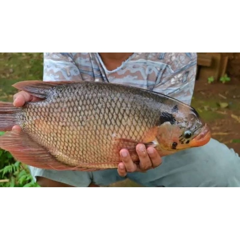 Jual ikan gurame soang atau hitam ukuran 1kg up | Shopee Indonesia