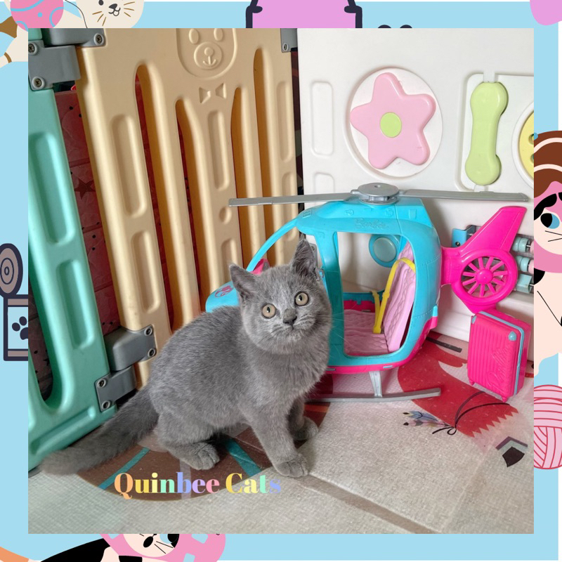 Jual kucing British Shorthair (Bsh) Jantan Blue Solid / abu | Shopee ...