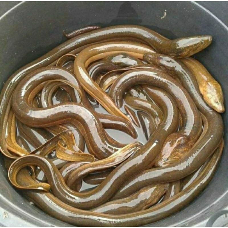 Jual ikan belut hidup super segar 1kg | Shopee Indonesia