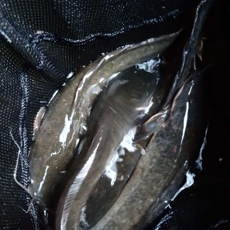 Jual Ikan Lele jumbo fresh area Yogyakarta. Bobot 3Kg an | Shopee Indonesia