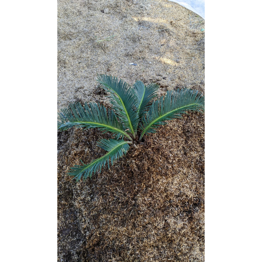 Jual Palem sikas bibit 4-6 DAUN - Tanaman Hias Palem Sikas (Cycas ...